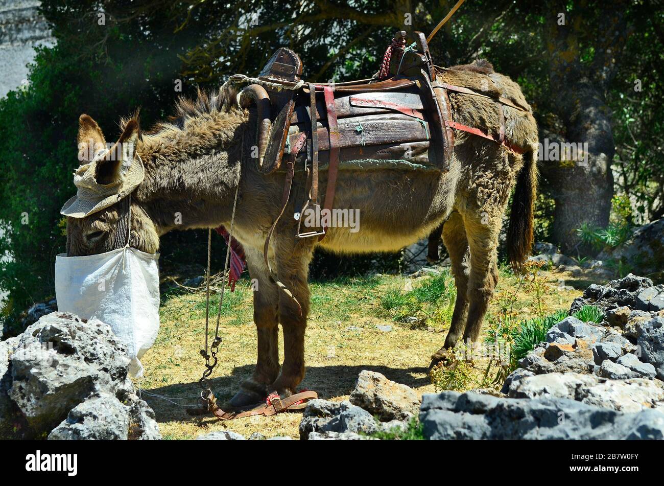 Greece, Crete, donkey with hut, feed bag and saddle - mode of transport ...