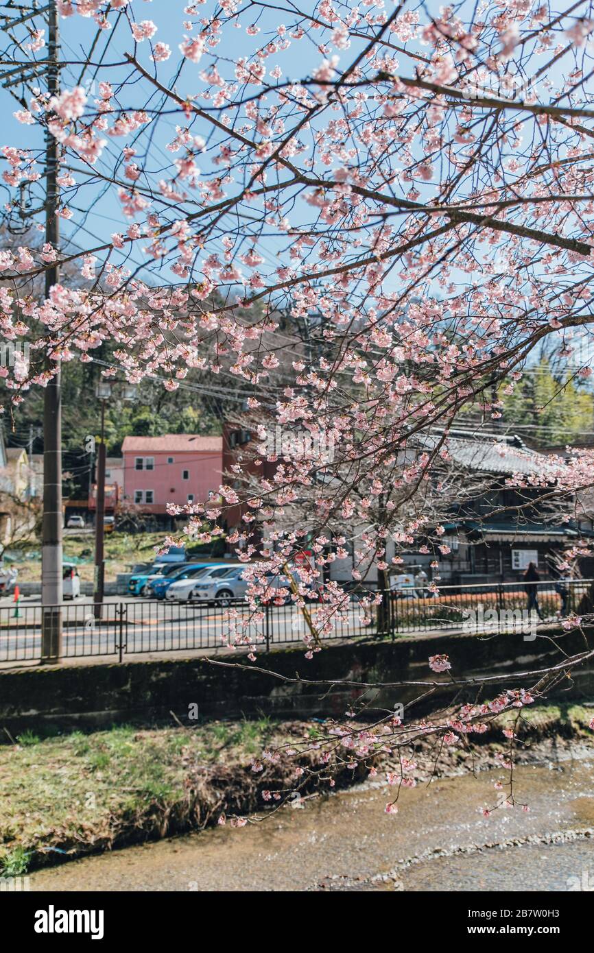 Riverside sakura hi-res stock photography and images - Alamy
