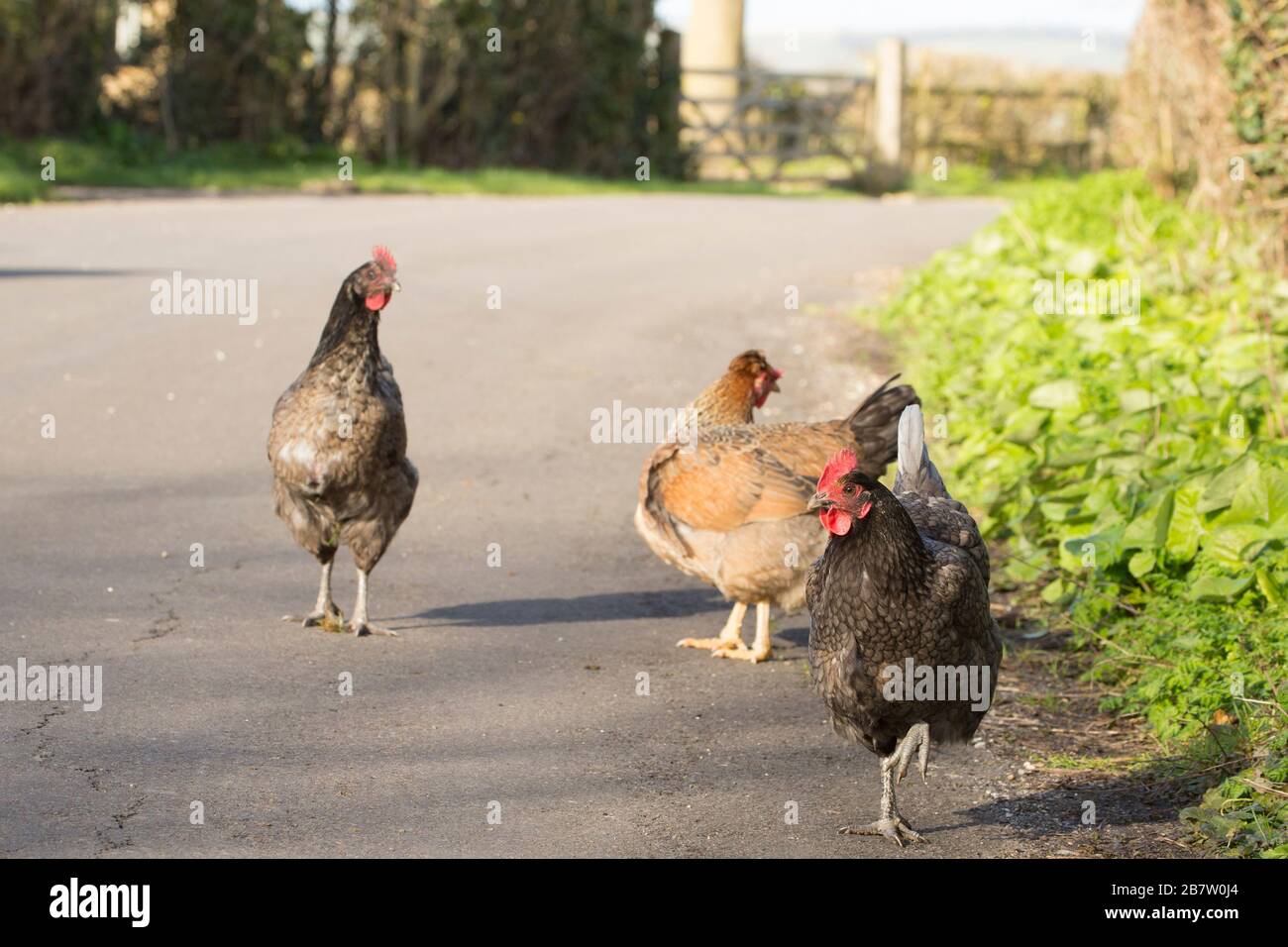Chicken crossing road hi-res stock photography and images - Alamy
