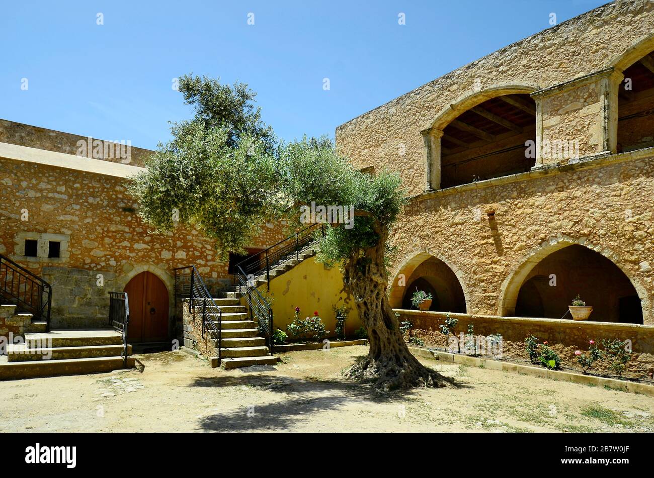 Olive tree in courtyard hi-res stock photography and images - Alamy