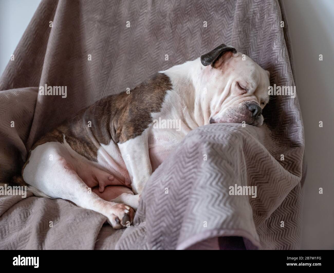 Dog with overbite hi-res stock photography and images - Alamy