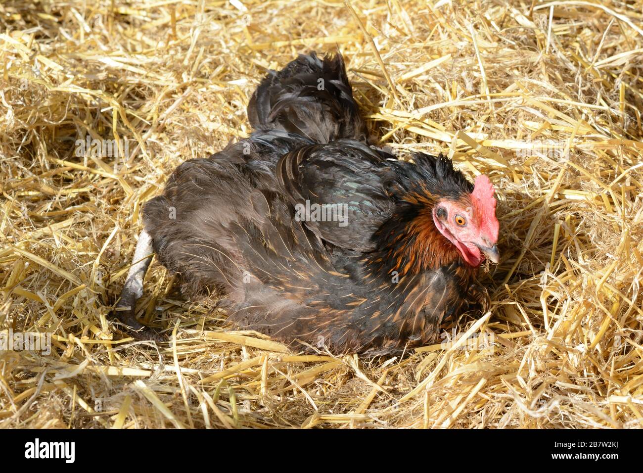 Outdoor free range chicken hen sitting in straw Stock Photo - Alamy