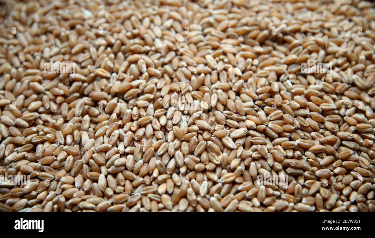 Grain of the wheat background, isolated. Lithuania Stock Photo - Alamy