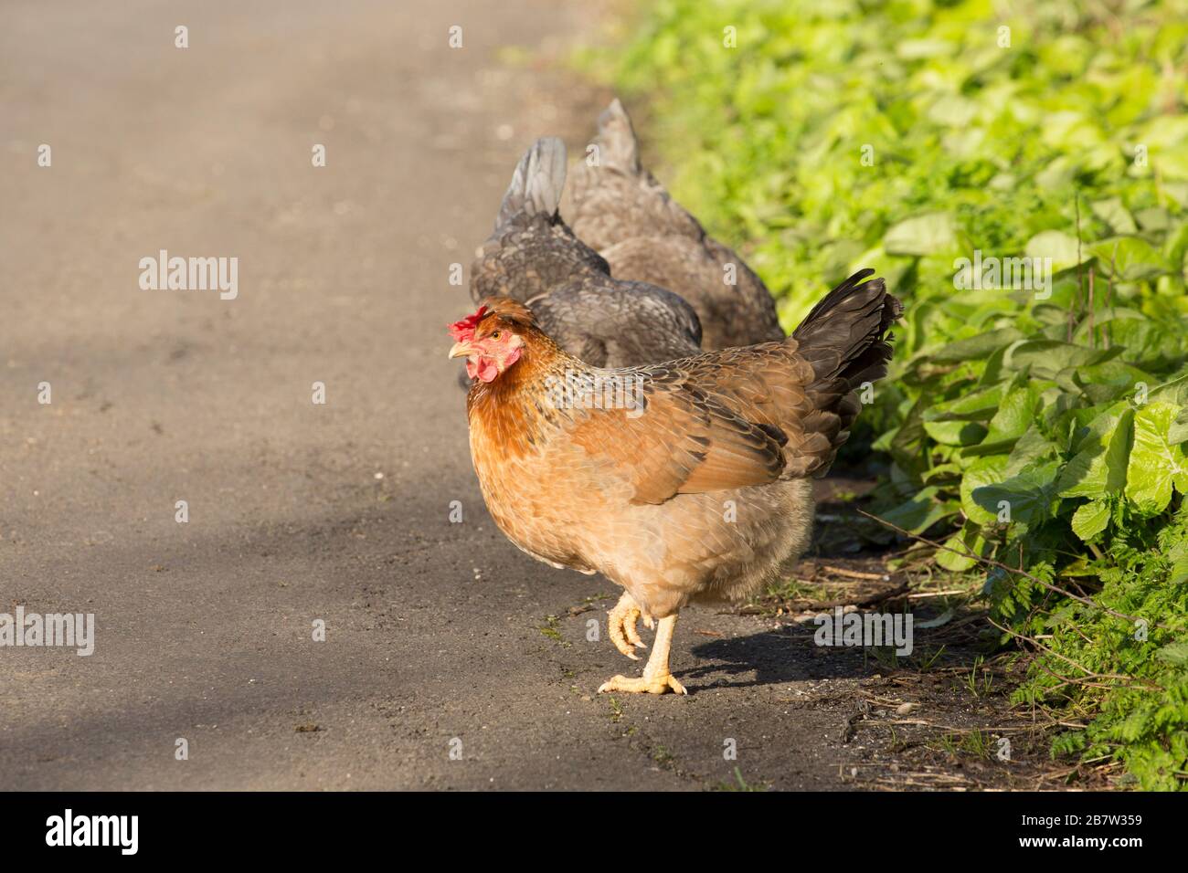 Chicken crossing road hi-res stock photography and images - Alamy