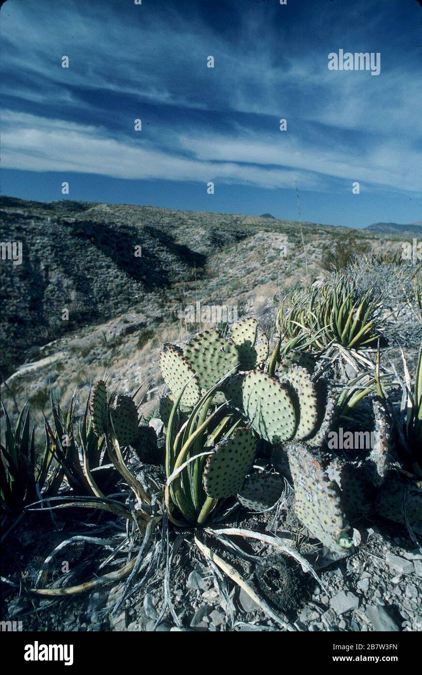 Big Bend National Park, Texas USA: A prickly pear cactus in the ...
