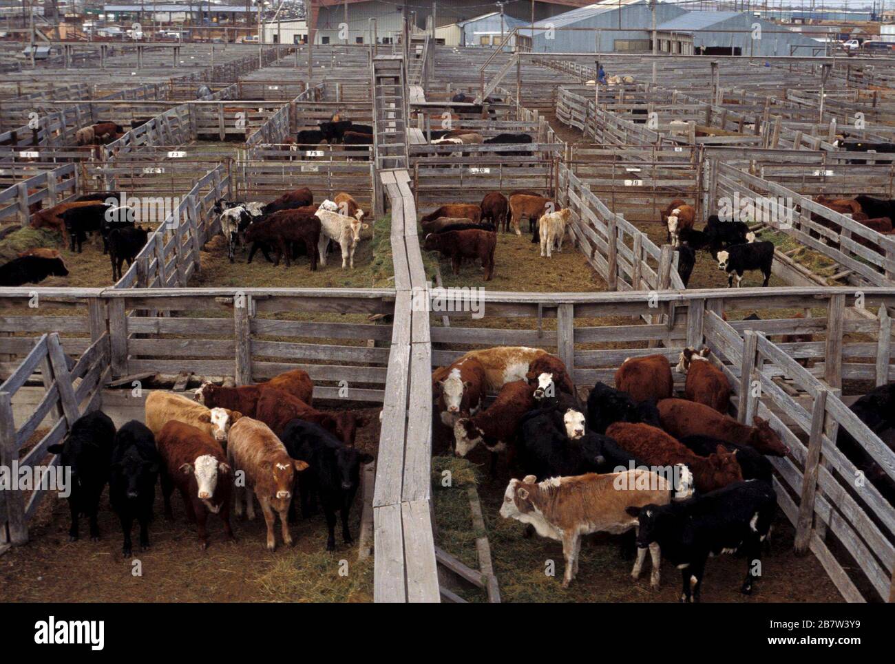Cattle auction amarillo hi-res stock photography and images - Alamy