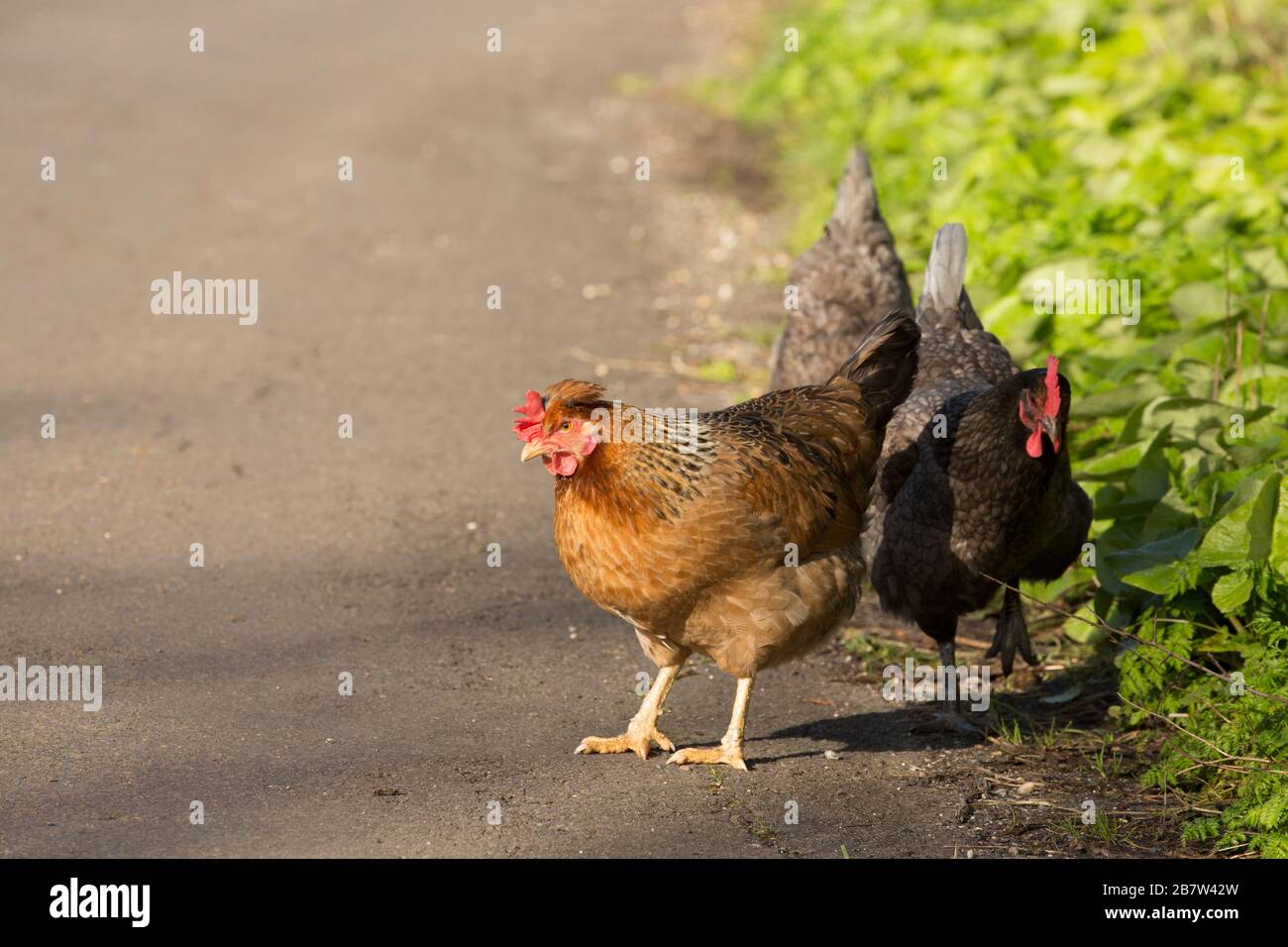 Chicken crossing road hi-res stock photography and images - Alamy