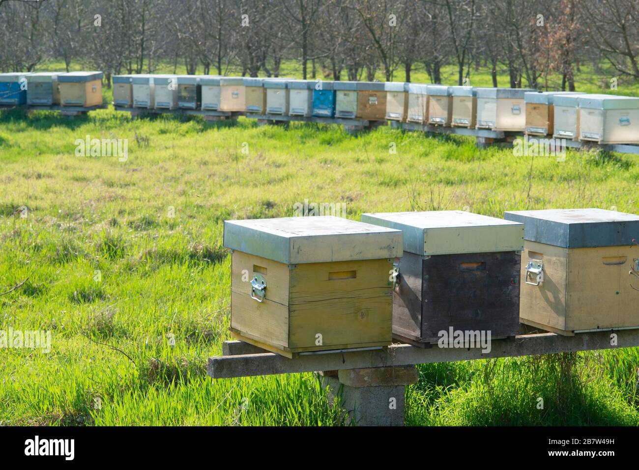Honey bee hives italy hi-res stock photography and images - Alamy