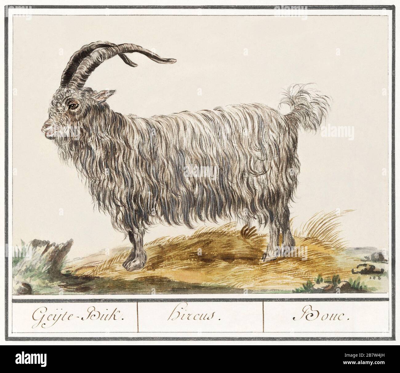 Jungle goat hi-res stock photography and images - Alamy