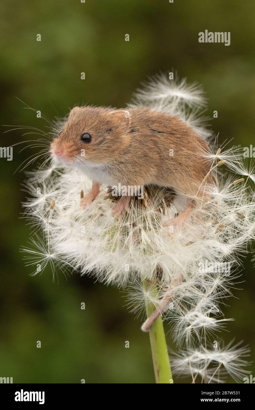 Harvest mouse dandelion hi-res stock photography and images - Alamy