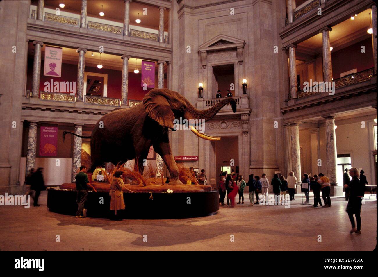 Rotunda elephant hi-res stock photography and images - Alamy