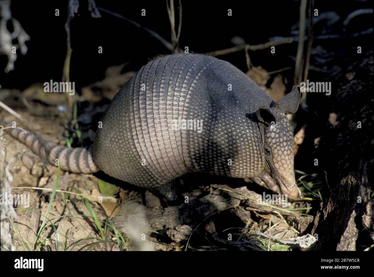Austin Texas USA, circa 1999: Nine-banded armadillo native to Texas ...