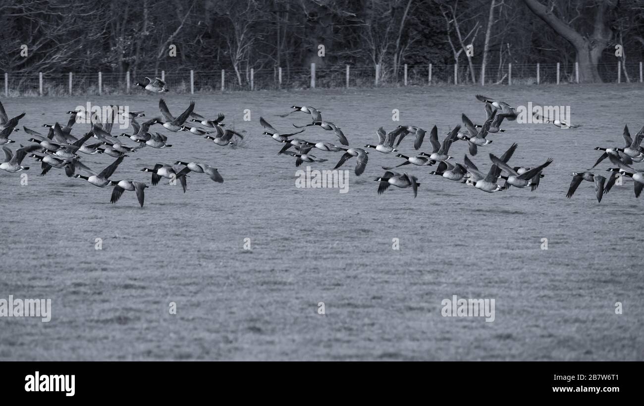 Geese at Burton Mere RSPB Reserve, Cheshire Stock Photo - Alamy