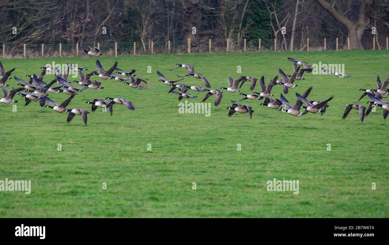 Rspb Reserve, Burton Mere Wetlands High Resolution Stock Photography ...