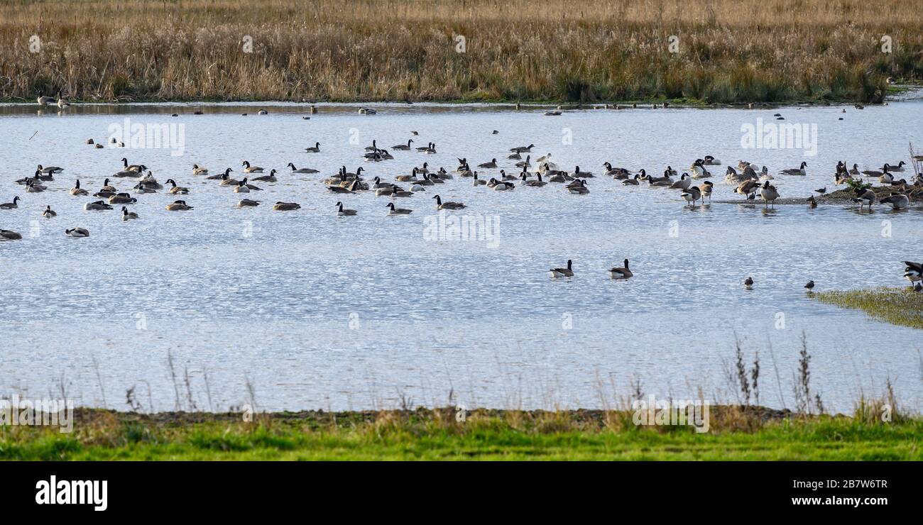 Rspb Reserve, Burton Mere Wetlands High Resolution Stock Photography ...