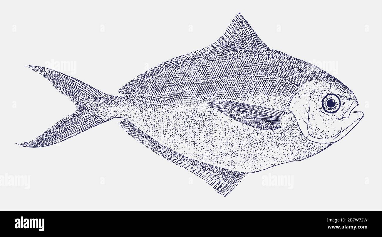 Peprilus triacanthus Stock Vector Images - Alamy