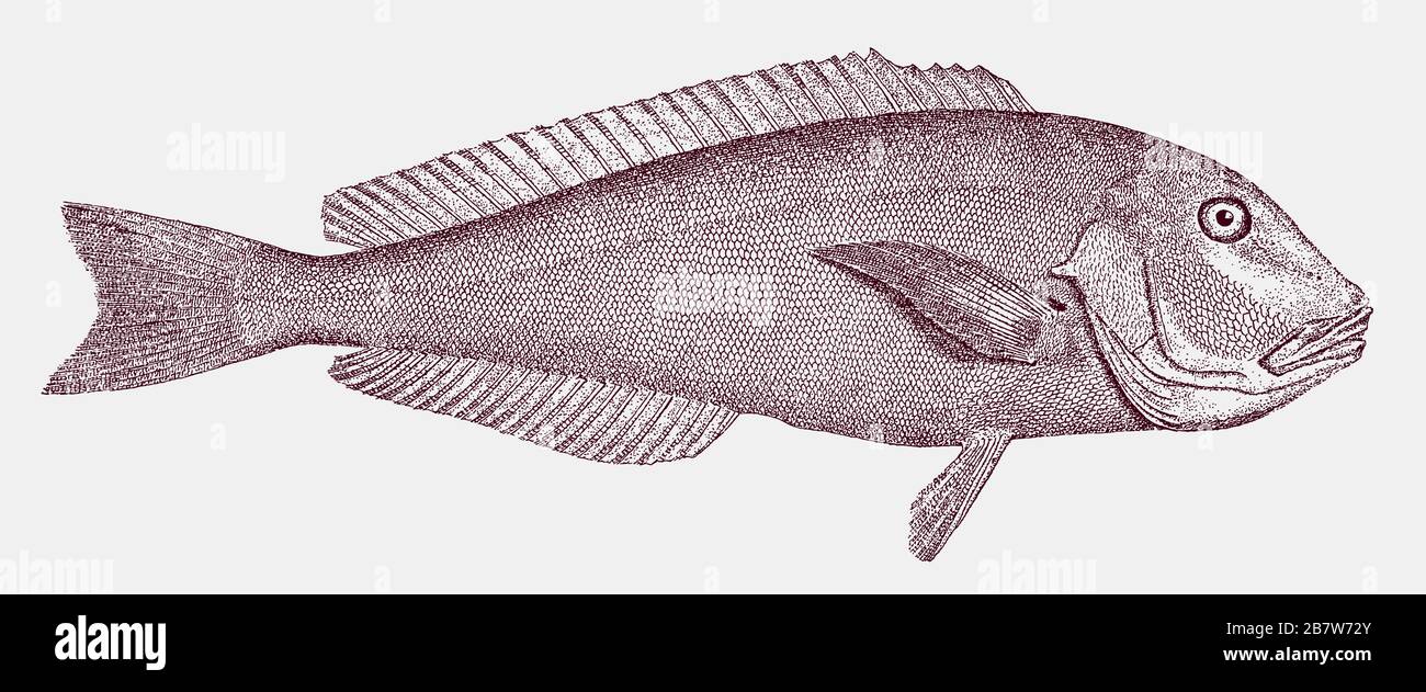 Blueline tilefish hi-res stock photography and images - Alamy