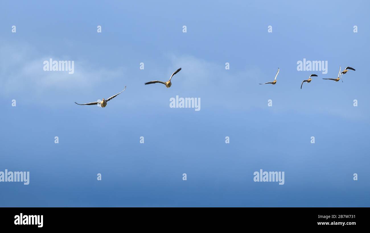 Rspb Reserve, Burton Mere Wetlands High Resolution Stock Photography ...