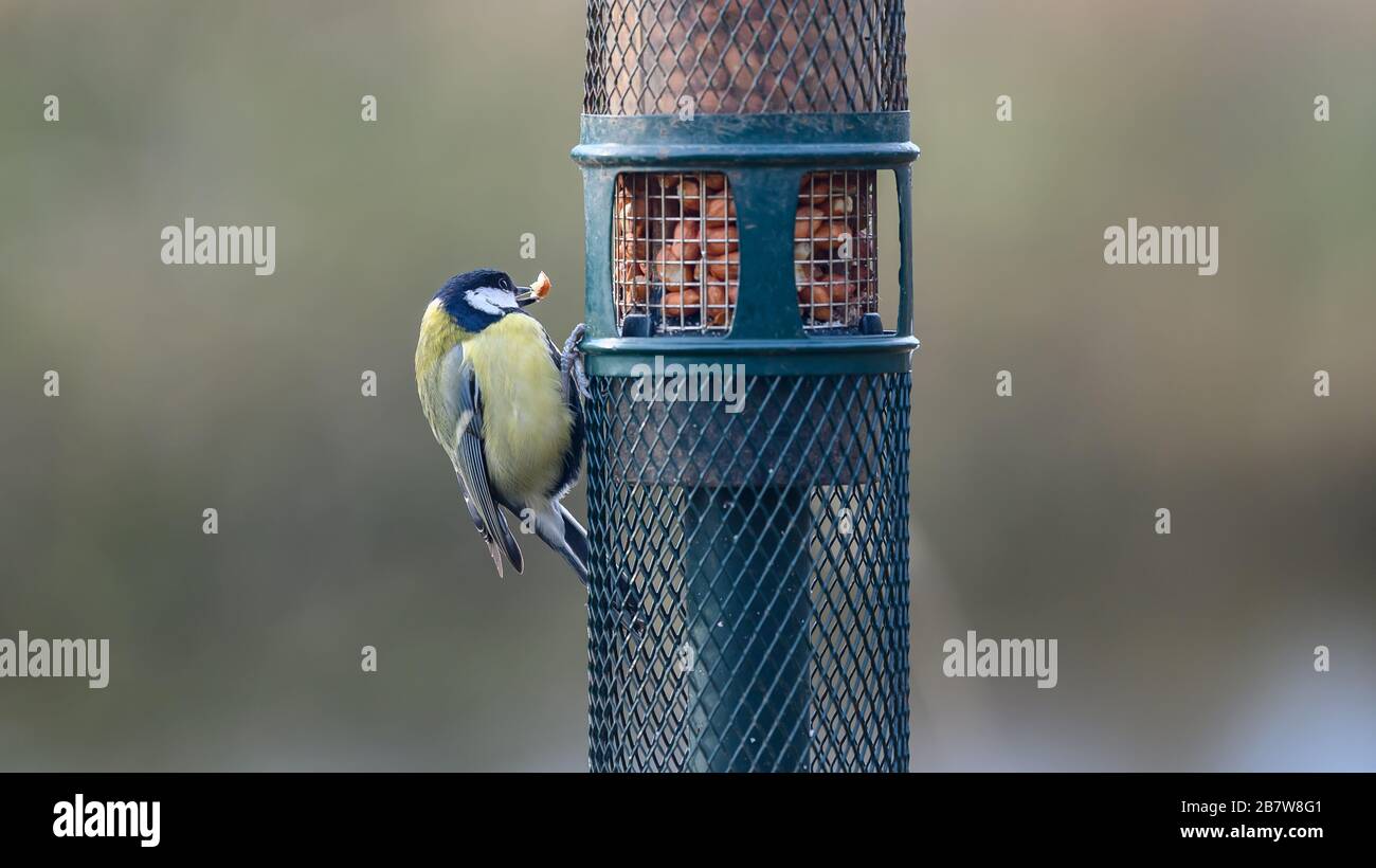 Rspb Reserve, Burton Mere Wetlands High Resolution Stock Photography ...