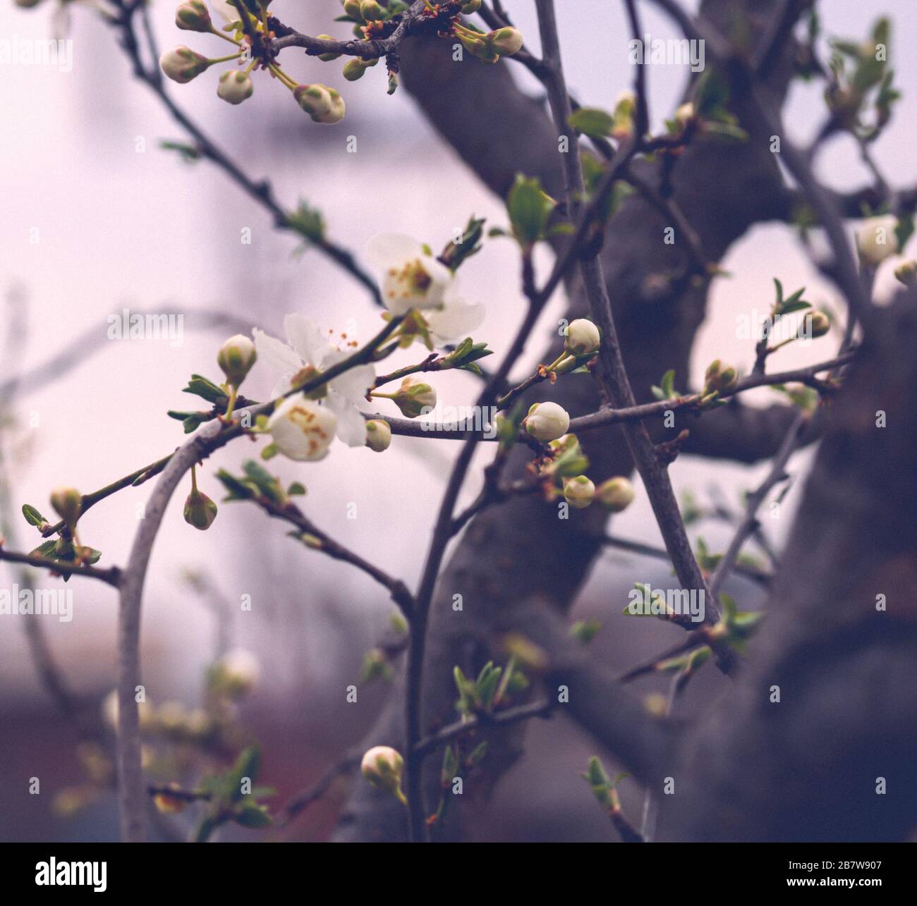 Tree flowers of a mirabelle tree in the garden Stock Photo - Alamy