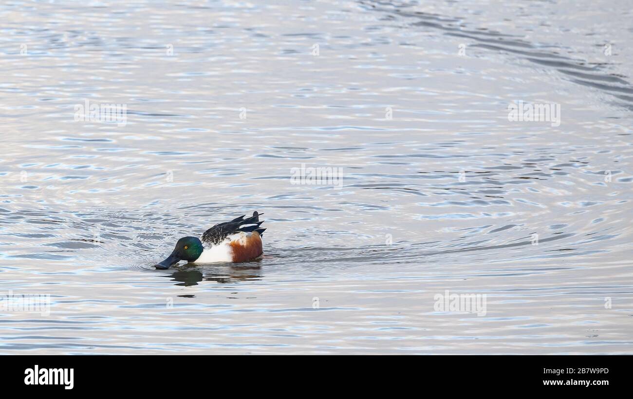 Rspb Reserve, Burton Mere Wetlands High Resolution Stock Photography ...
