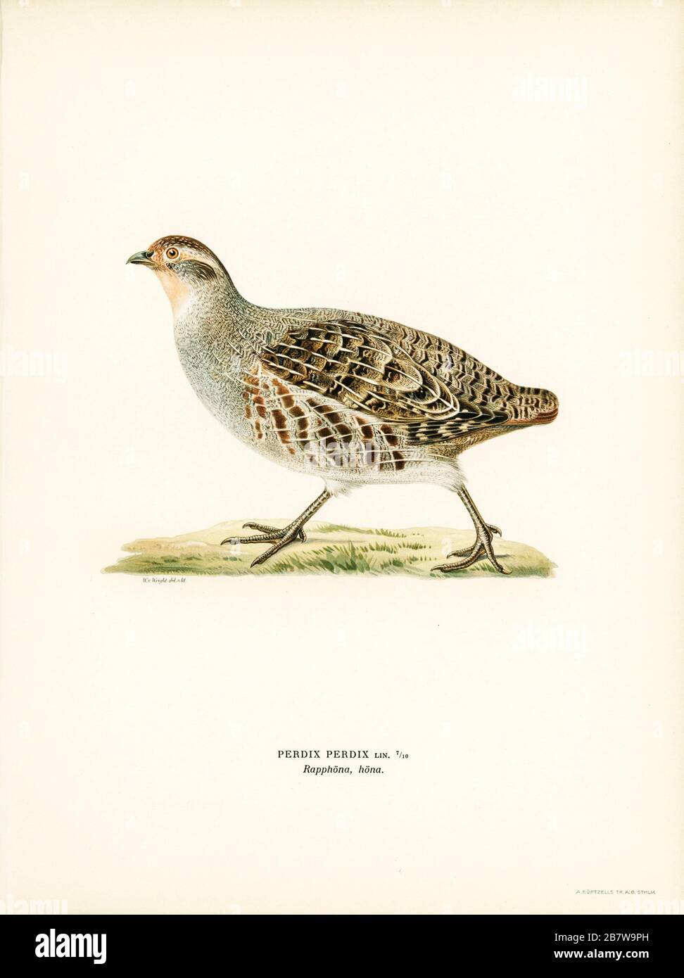 Grey Partridge Flying High Resolution Stock Photography and Images - Alamy