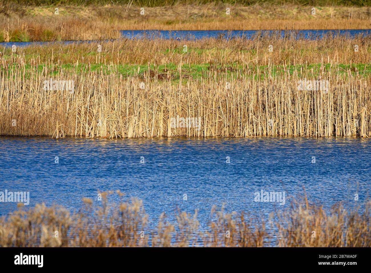 Burton mere wetlands rspb hi-res stock photography and images - Alamy