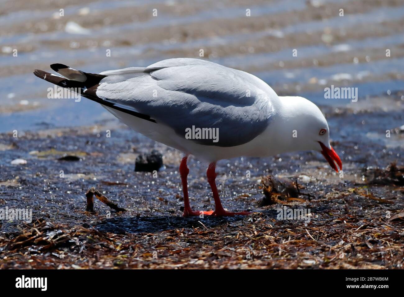 Red billed gull tarapunga hi-res stock photography and images - Alamy