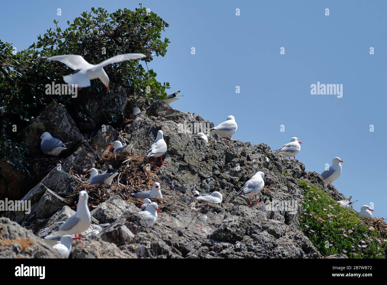 Red billed seagull nesting hi-res stock photography and images - Alamy