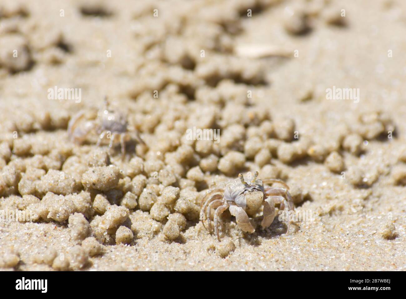Crab that is eating food in the sand Stock Photo - Alamy