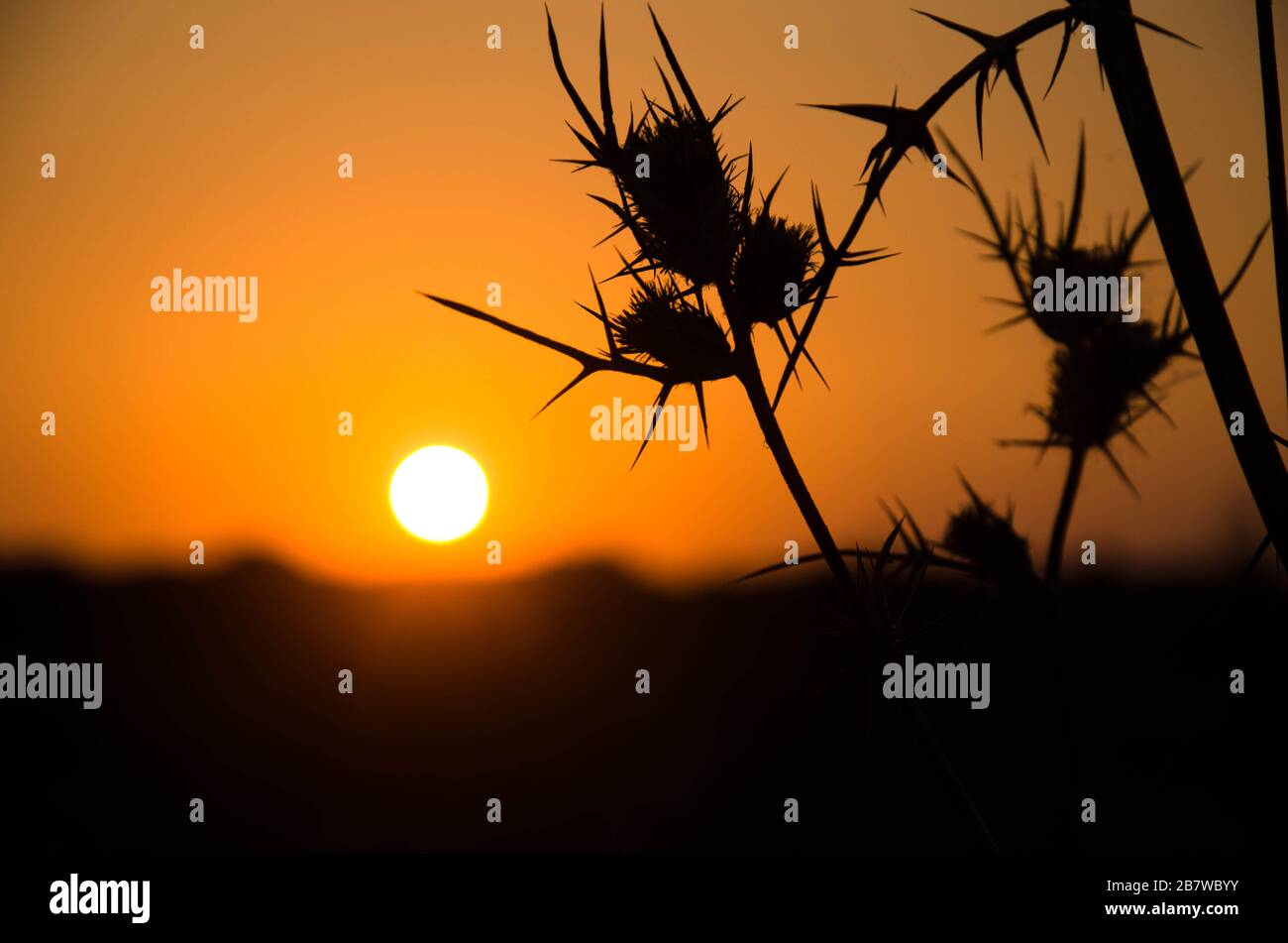 Thorn shadow hi-res stock photography and images - Alamy
