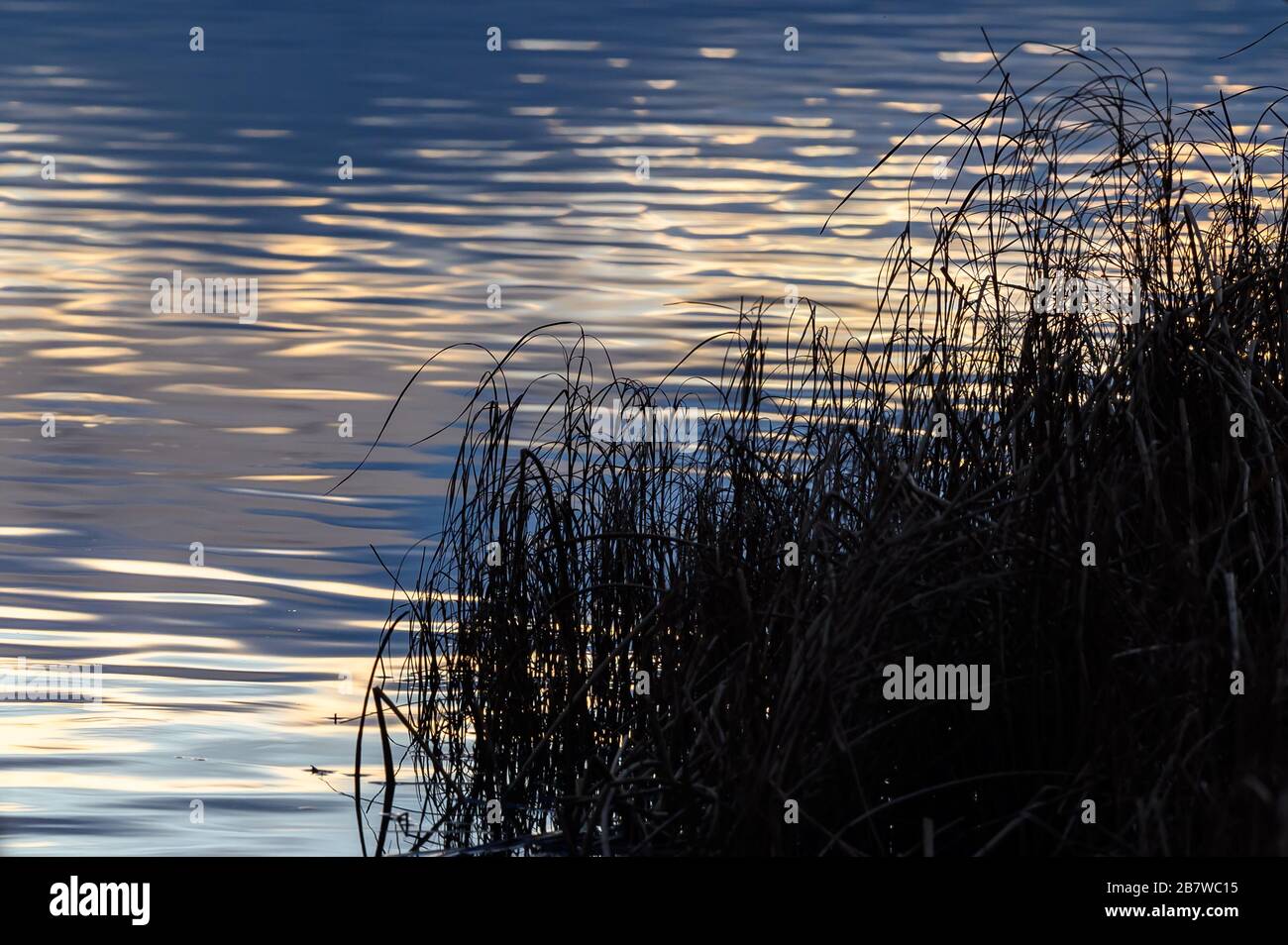 Rspb Reserve, Burton Mere Wetlands High Resolution Stock Photography ...