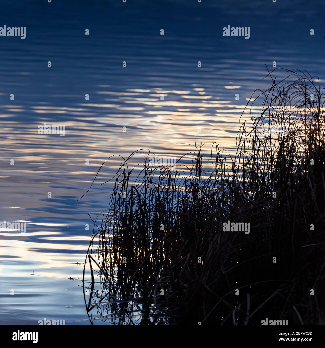 Burton mere wetlands rspb hi-res stock photography and images - Alamy