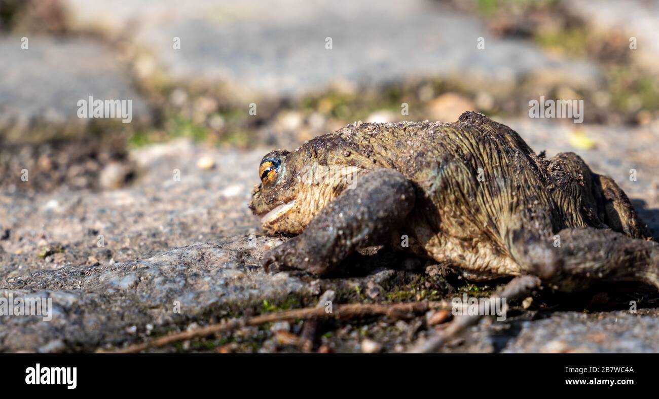 Dead frog hi-res stock photography and images - Alamy