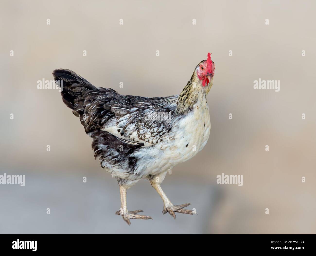 Hen chicken farmyard hi-res stock photography and images - Alamy