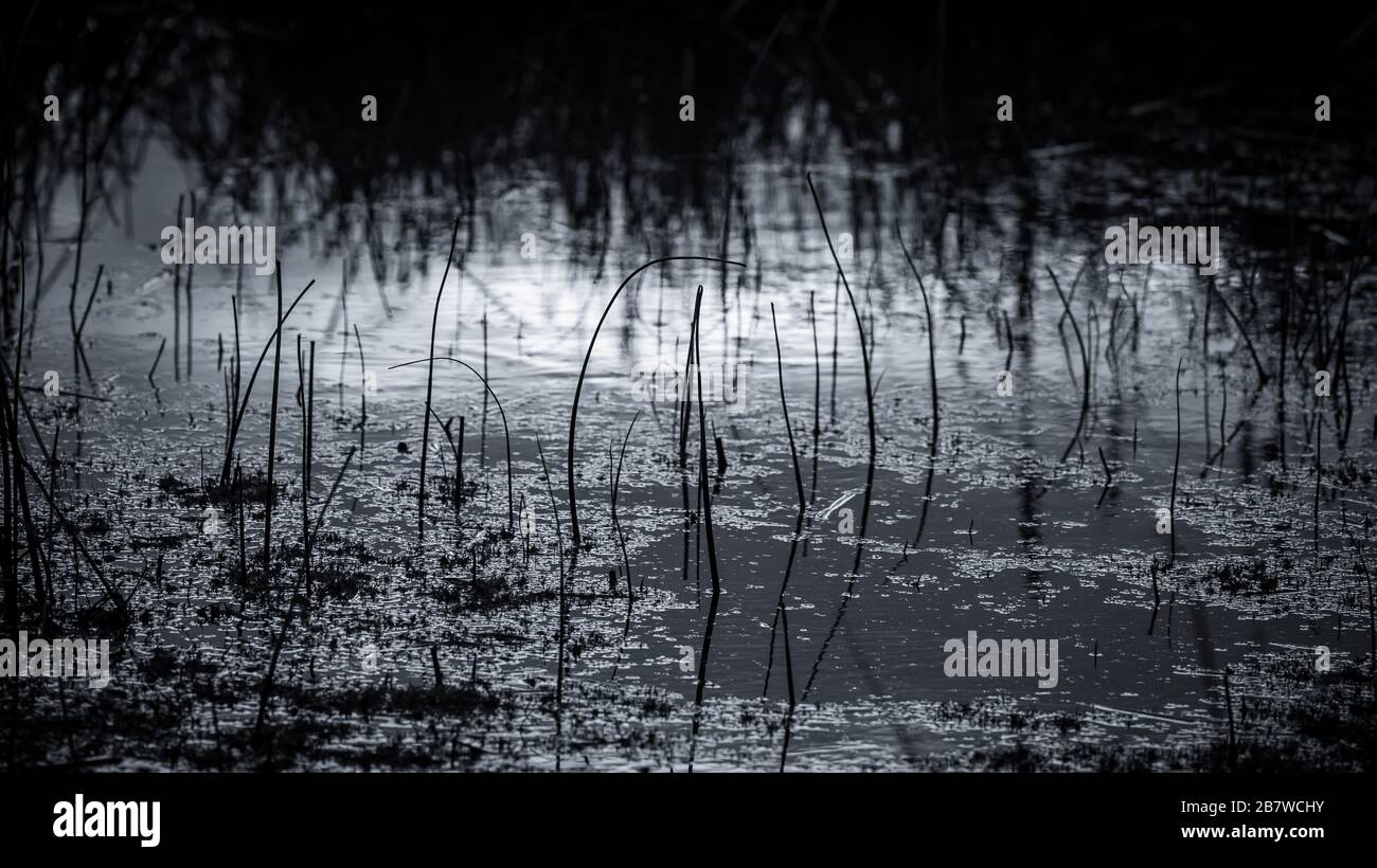 Burton mere wetlands rspb hi-res stock photography and images - Alamy