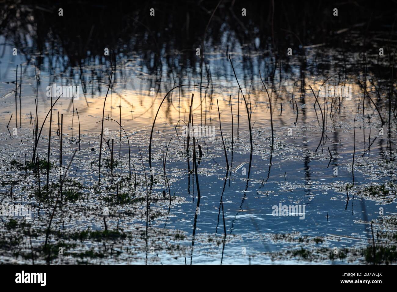 Burton mere wetlands rspb hi-res stock photography and images - Alamy