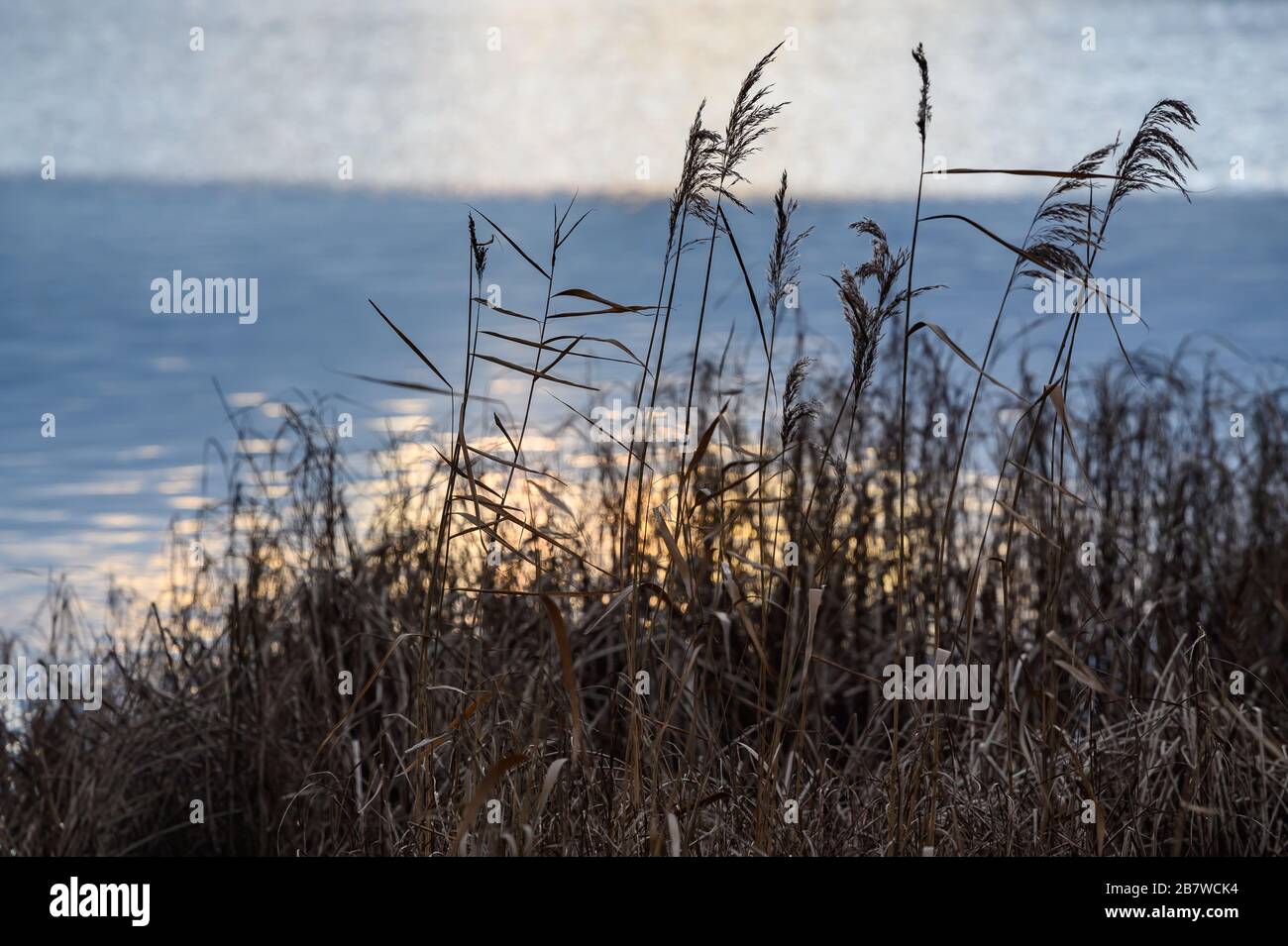 Burton mere wetlands rspb hi-res stock photography and images - Alamy