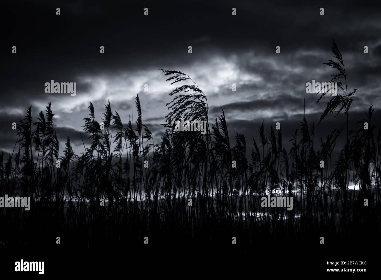 Burton mere wetlands rspb hi-res stock photography and images - Alamy