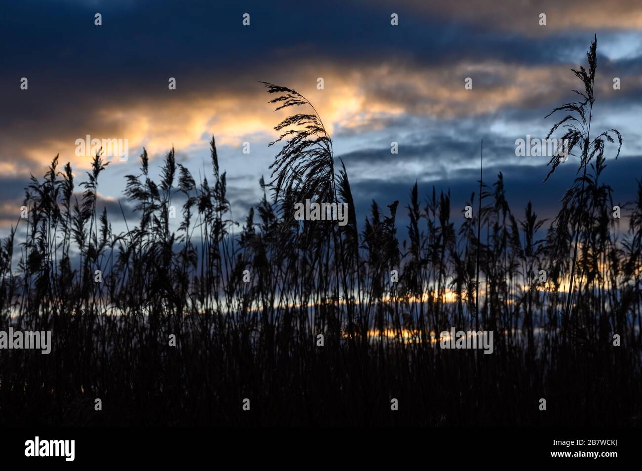 Rspb Reserve, Burton Mere Wetlands High Resolution Stock Photography ...