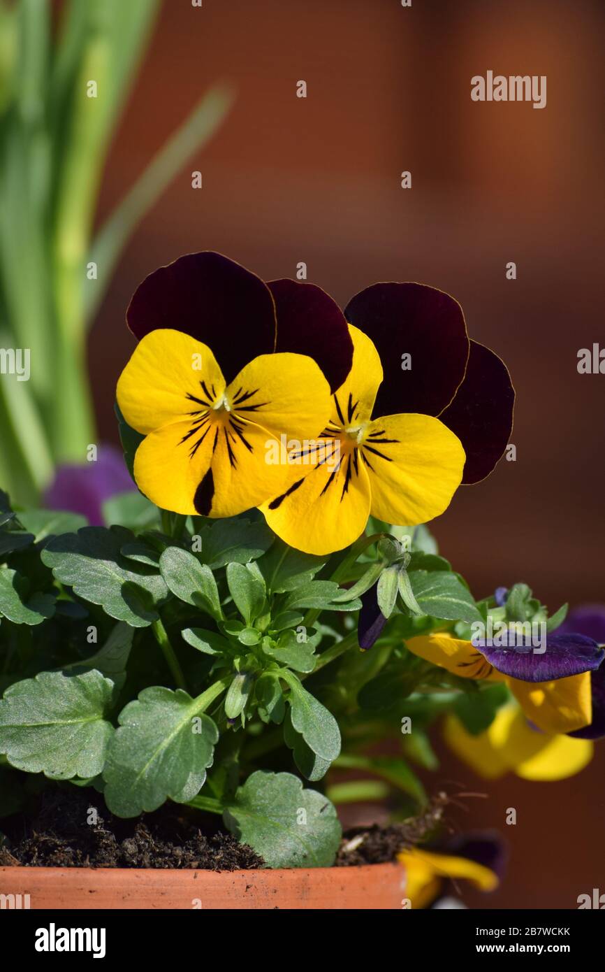 Tufted violets hi-res stock photography and images - Alamy