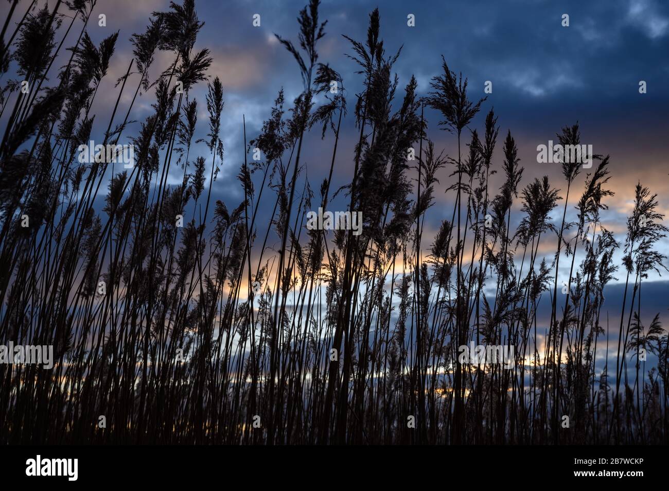 Rspb Reserve, Burton Mere Wetlands High Resolution Stock Photography ...