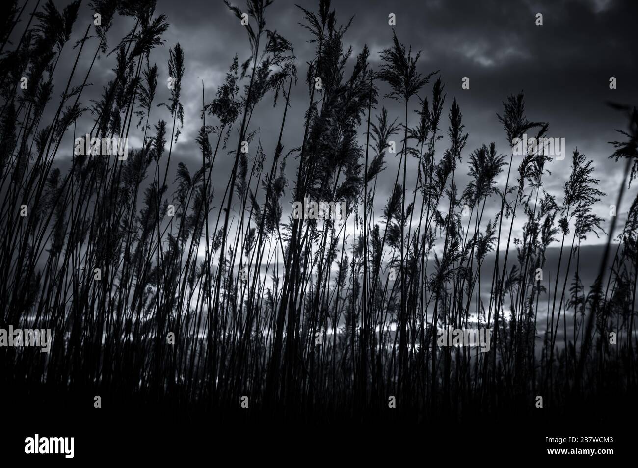 Burton mere wetlands rspb reserve hi-res stock photography and images ...