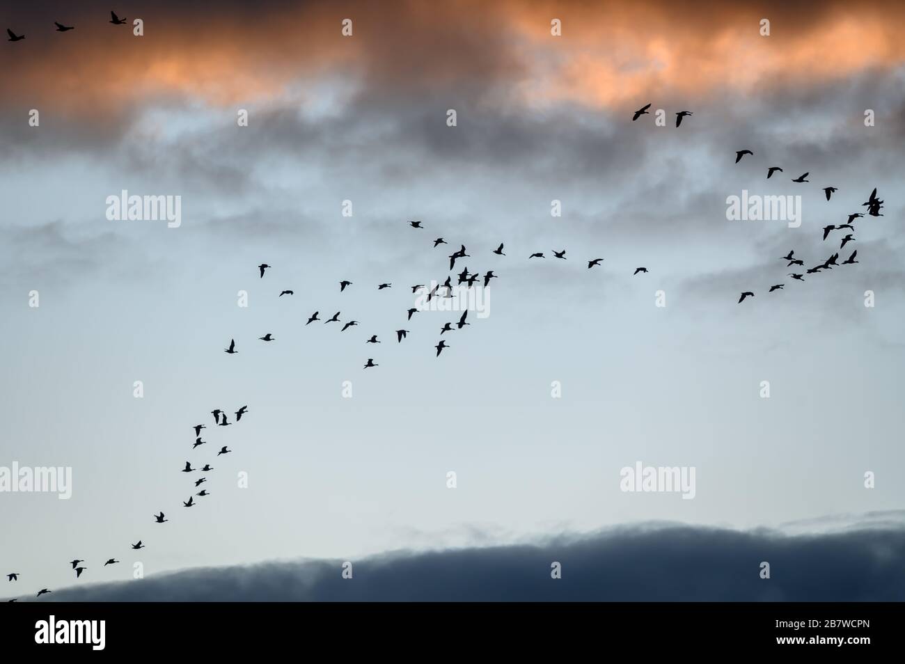 Rspb Reserve, Burton Mere Wetlands High Resolution Stock Photography ...