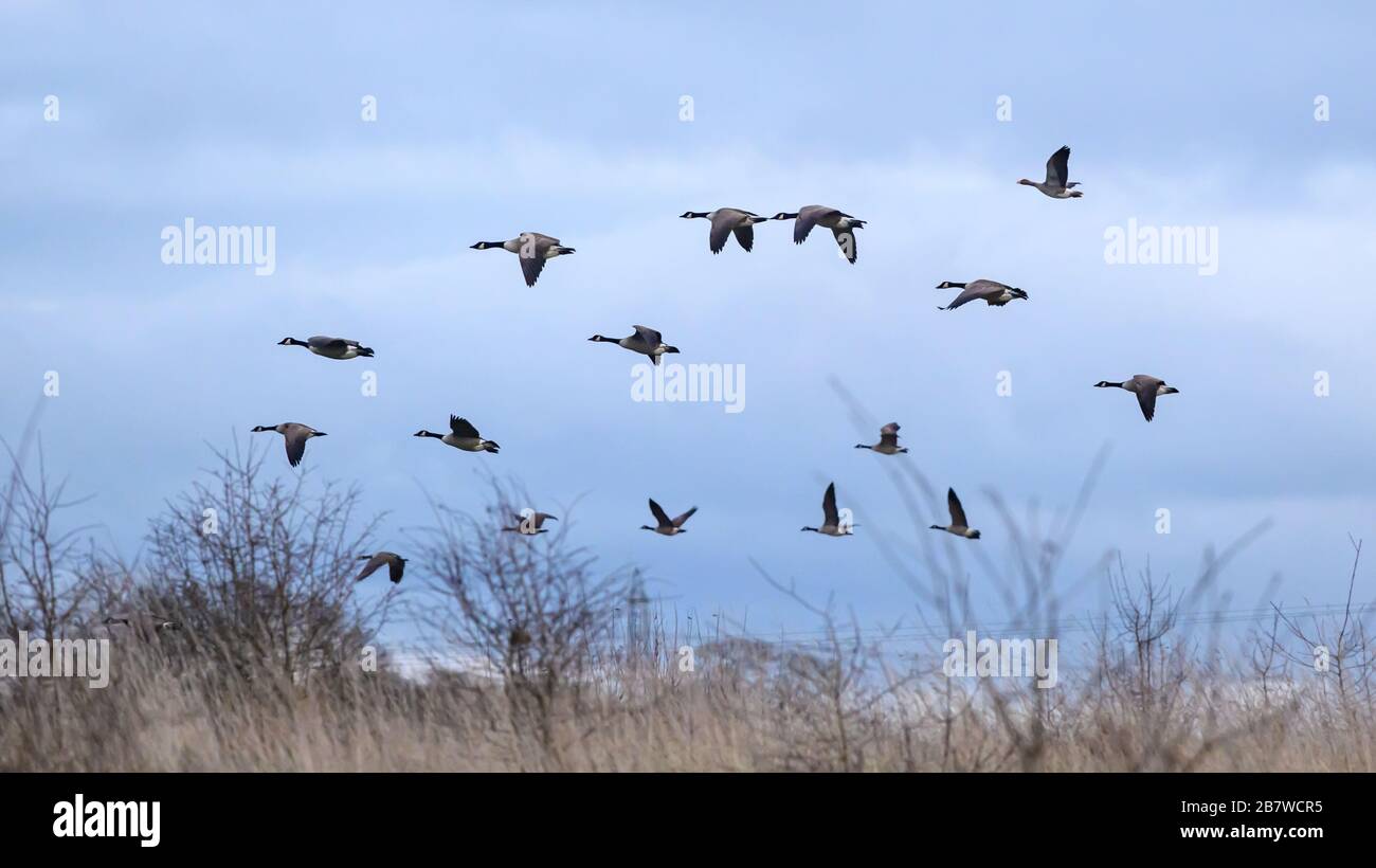 Rspb Reserve, Burton Mere Wetlands High Resolution Stock Photography ...