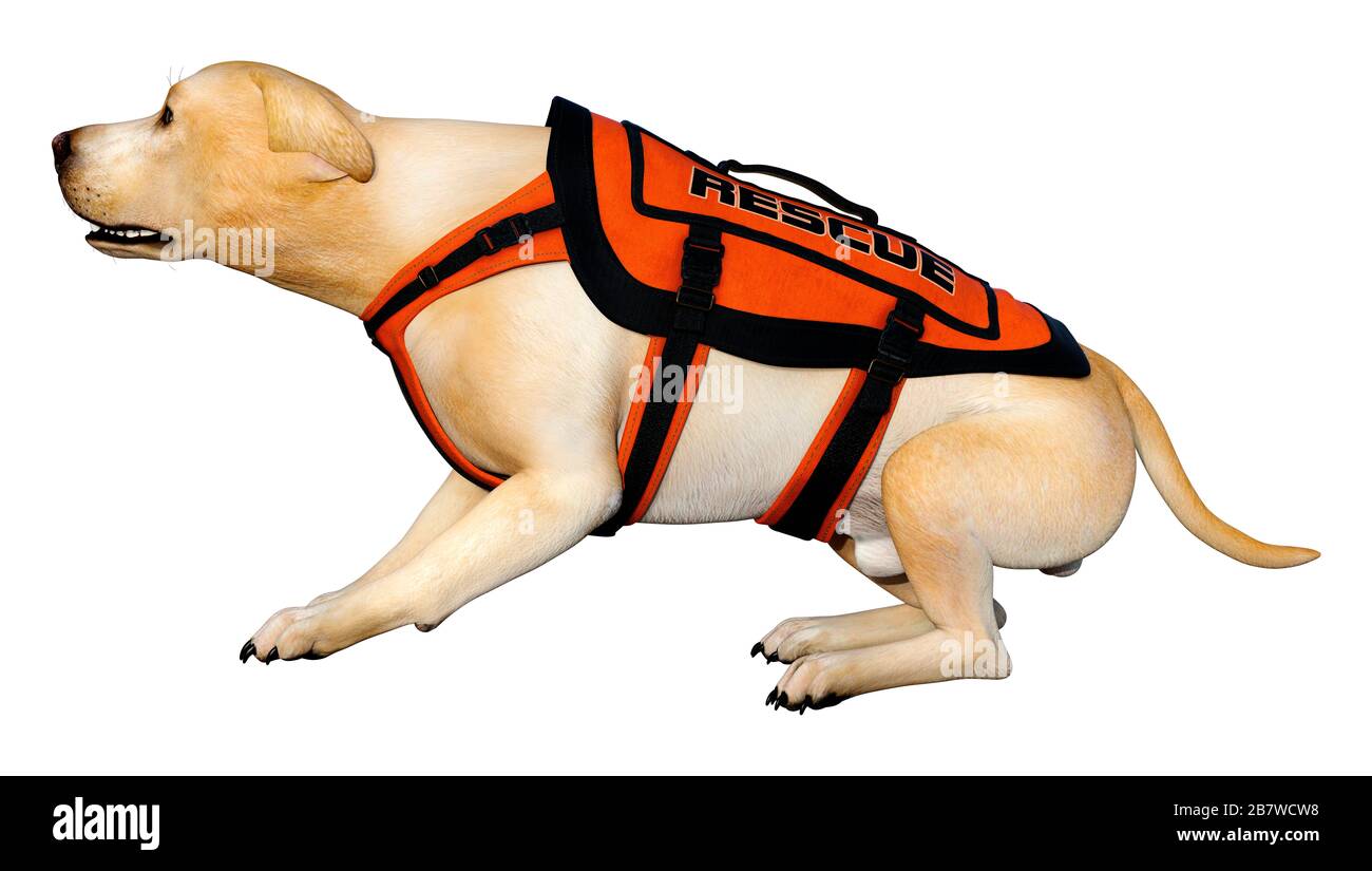 3D rendering of a yellow labrador rescue dog isolated on white ...