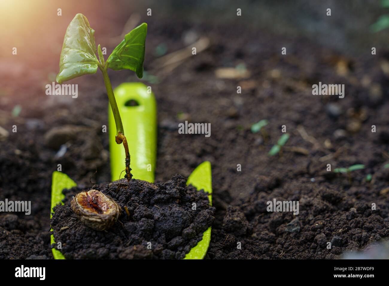 The nature green park tree sprout from the seed is growing on the soil ...