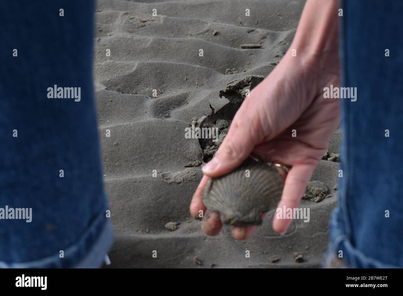 Close up on a hand of a woman collecting shells on the sand of a beach ...