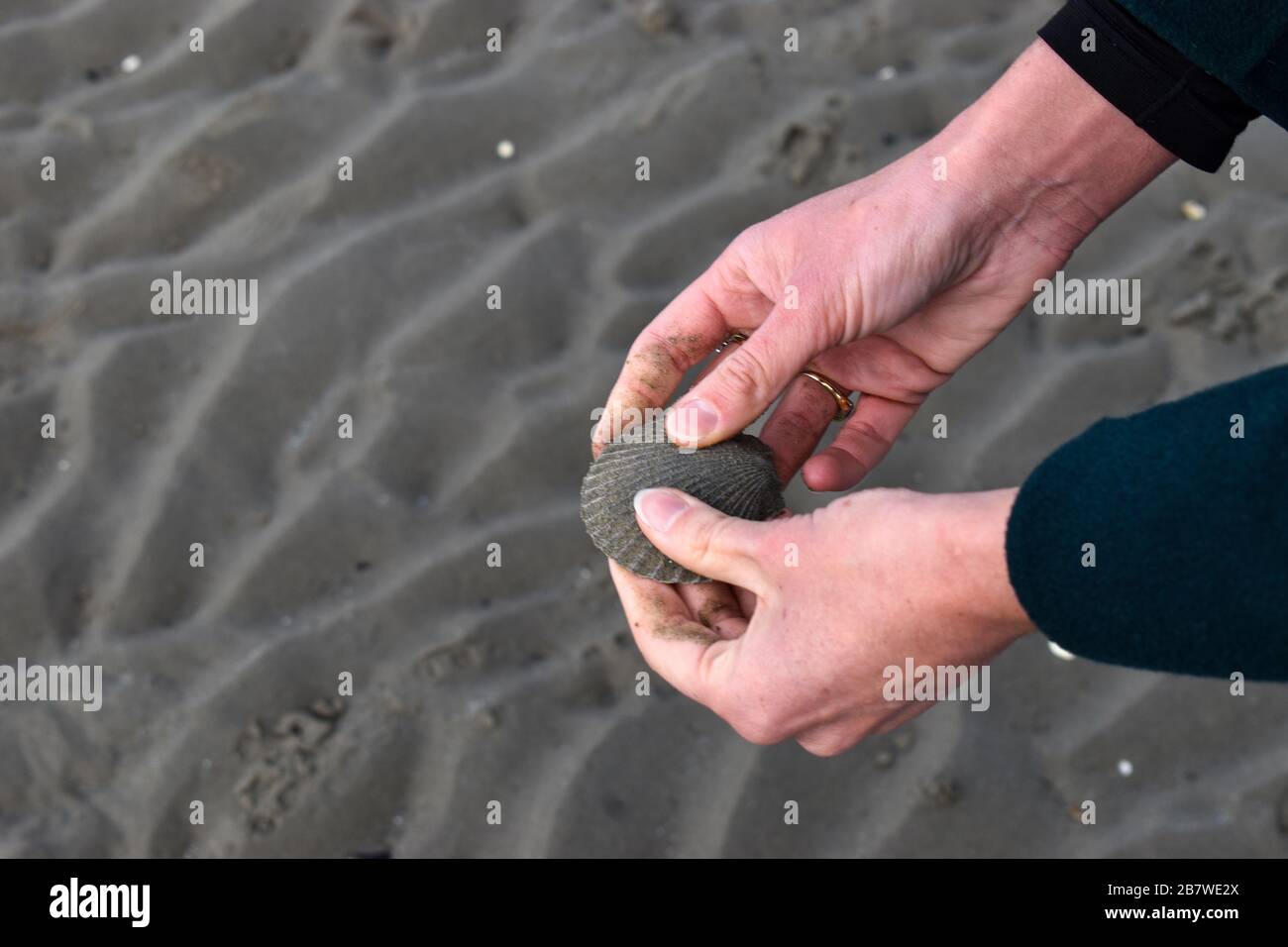 Woman picking seashell on beach hi-res stock photography and images - Alamy