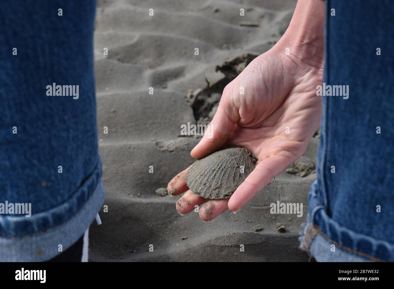 Close up on a hand of a woman collecting shells on the sand of a beach ...